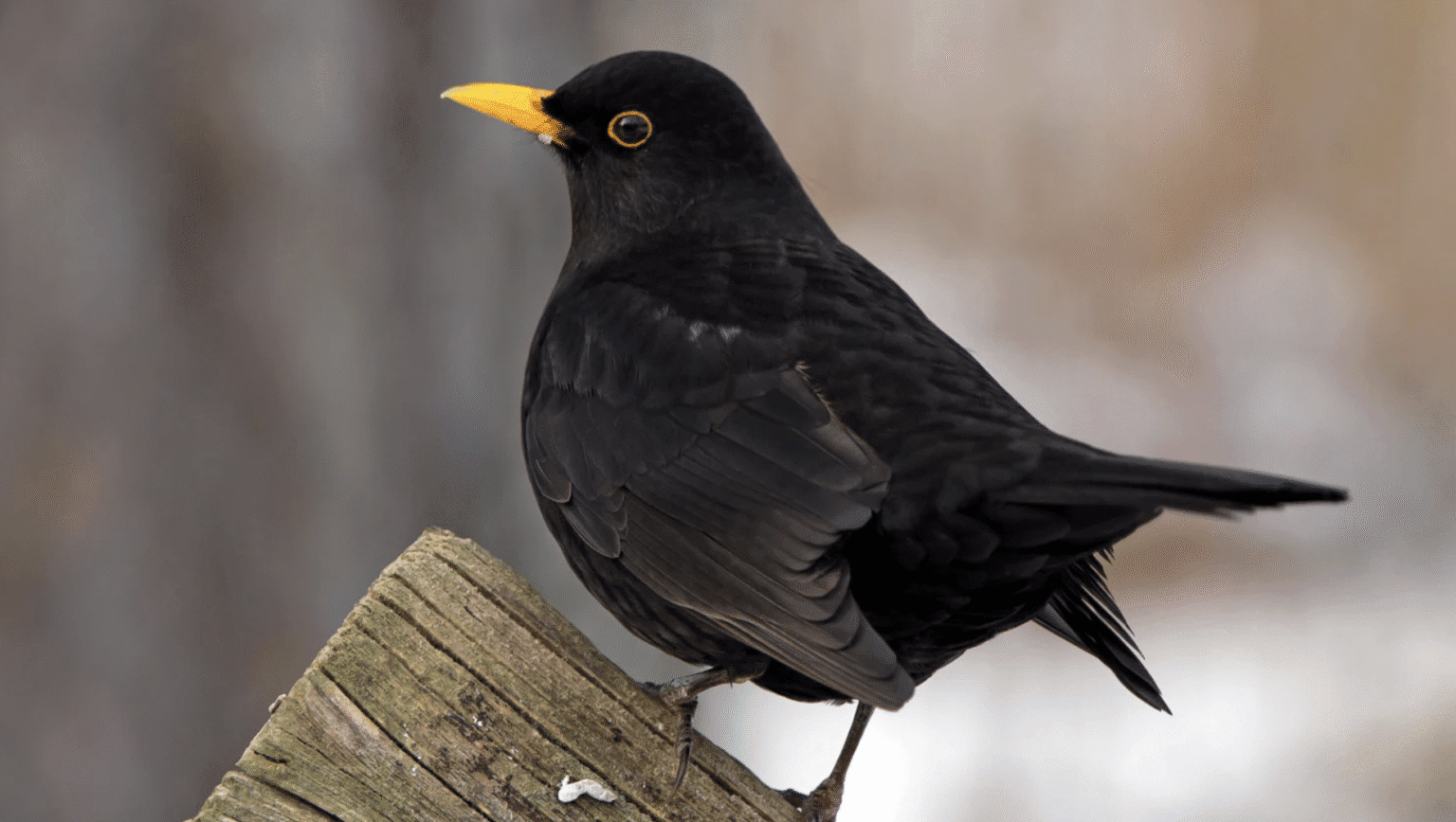 Popularne ptaki polskie – najczęściej spotykane gatunki