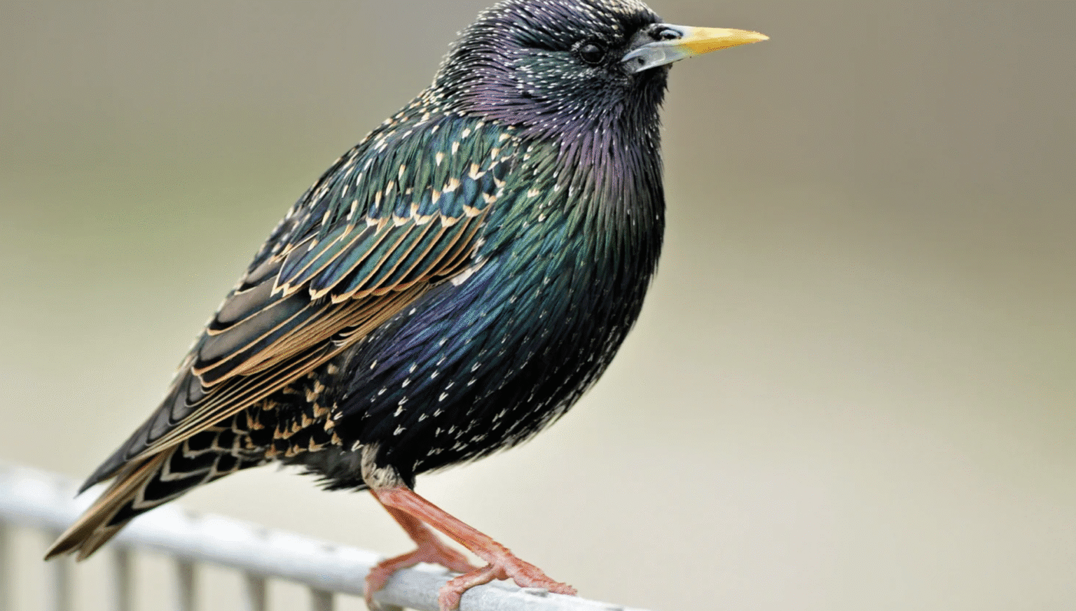 Popularne ptaki polskie – najczęściej spotykane gatunki